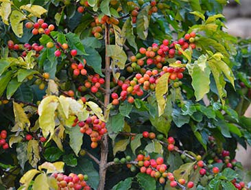 AL-Emadi For Trading & Export